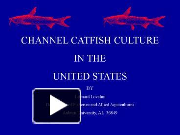 PPT – CHANNEL CATFISH CULTURE PowerPoint presentation | free to view - id: 18aa1b-ZDc1Z