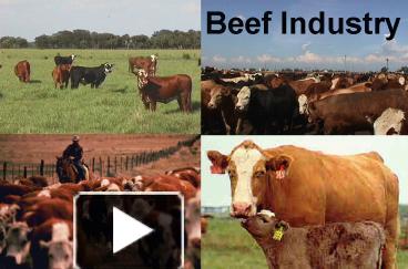 Beef Industry presentation | free to view