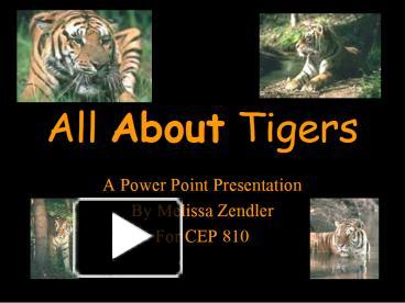 PPT – All About Tigers PowerPoint presentation | free to view - id ...