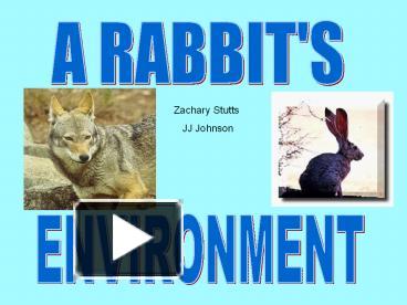 PPT – A RABBIT'S PowerPoint presentation | free to download - id ...