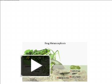 PPT – Frog Life Cycle PowerPoint presentation | free to view - id ...