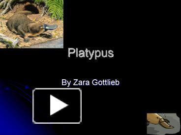 Platypus presentation | free to view