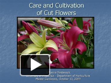 Care and Cultivation of Cut Flowers presentation | free to view