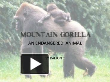 MOUNTAIN GORILLA presentation | free to view