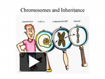 Chromosomes and Inheritance presentation | free to view