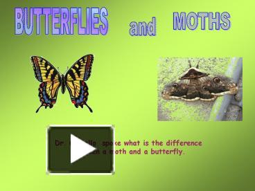 Butterflies and moths presentation | free to view
