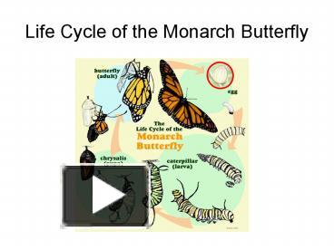 Life Cycle of the Monarch Butterfly presentation | free to view