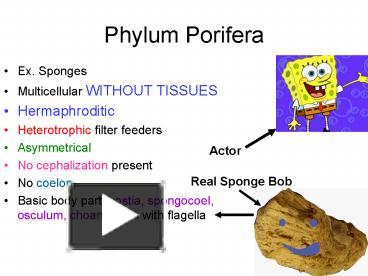 Phylum Porifera presentation | free to view