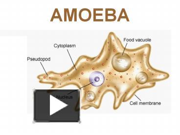 AMOEBA presentation | free to view
