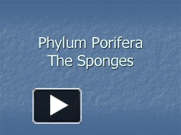 PPT – Phylum Porifera The Sponges PowerPoint presentation | free to ...