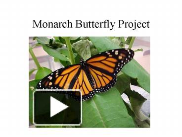 PPT – Monarch Butterfly Project PowerPoint presentation | free to view ...