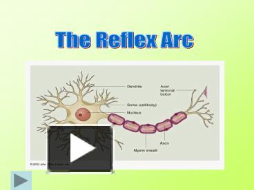 The Reflex Arc presentation | free to view
