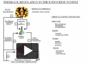 FEEDBACK REGULATION IN THE ENDOCRINE SYSTEM presentation | free to download