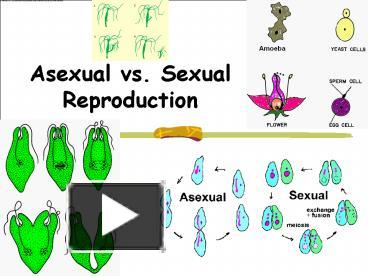Asexual vs' Sexual Reproduction presentation | free to view