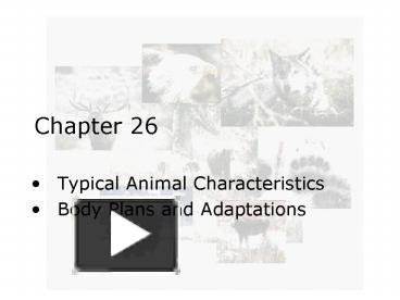 PPT – Typical Animal Characteristics PowerPoint presentation | free to ...