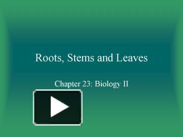 PPT – Roots, Stems and Leaves PowerPoint presentation | free to view ...