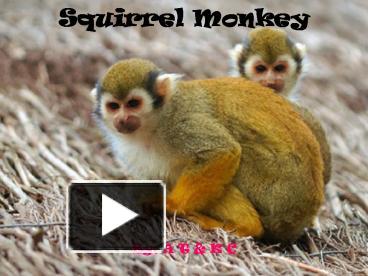 PPT – Squirrel Monkey PowerPoint presentation | free to view - id: 1bc5c3-ZDc1Z