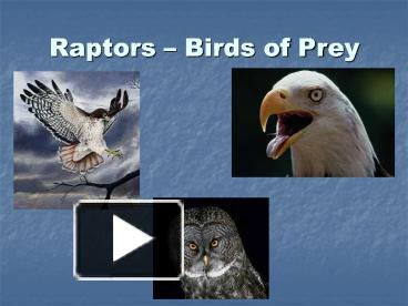 Raptors Birds of Prey presentation | free to view