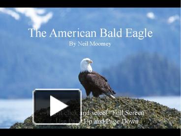 PPT – The American Bald Eagle By Neil Moomey PowerPoint presentation ...