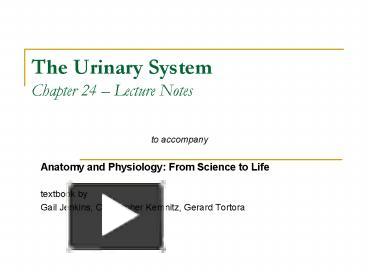 The Urinary System Chapter 24 Lecture Notes presentation | free to view