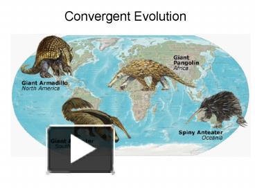 PPT – Convergent Evolution PowerPoint presentation | free to view - id ...