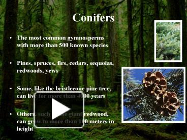 Conifers presentation | free to view