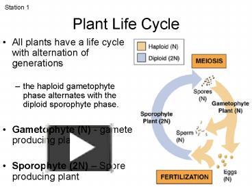 Plant Life Cycle presentation | free to view