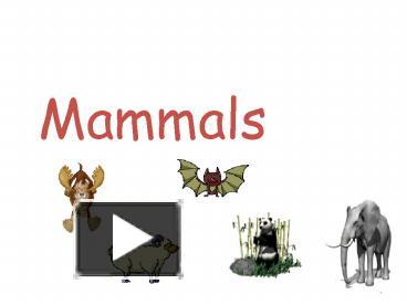 PPT – Mammals PowerPoint presentation | free to view - id: 1c6194-ZDc1Z