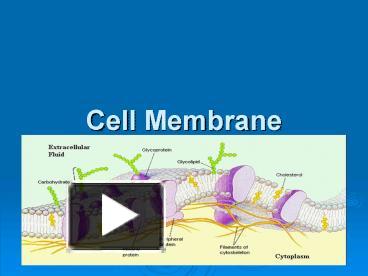 PPT – Cell Membrane PowerPoint presentation | free to view - id: 1c6d4c ...