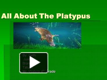 All About The Platypus presentation | free to view