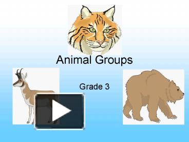 Animal Groups presentation | free to view