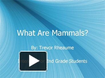 PPT – What Are Mammals PowerPoint presentation | free to view - id ...