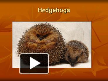 Hedgehogs presentation | free to view