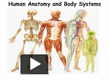 PPT – Human Anatomy and Body Systems PowerPoint presentation | free to ...