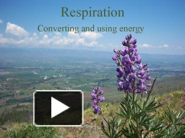 PPT – Respiration PowerPoint presentation | free to view - id: 1e9365-MjFmZ