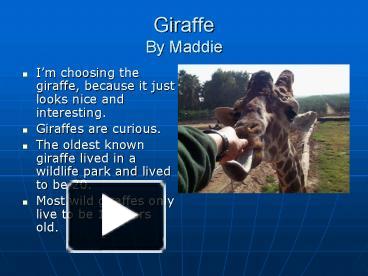 PPT – Giraffe By Maddie PowerPoint presentation | free to view - id ...