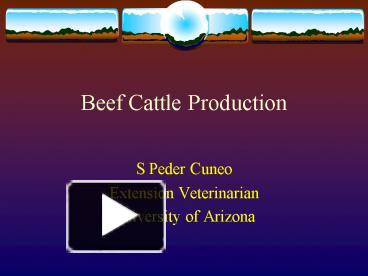 Beef Cattle Production presentation | free to view
