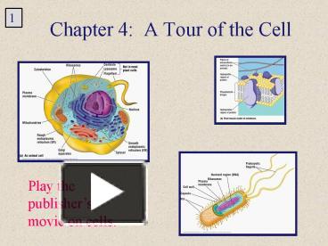 PPT – Chapter 4: A Tour of the Cell PowerPoint presentation | free to ...