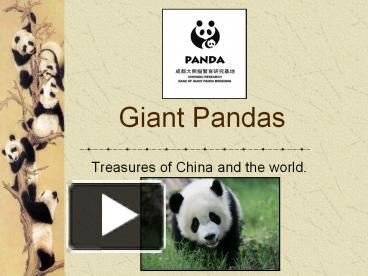 Giant Pandas presentation | free to view