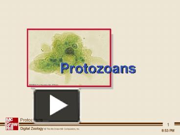 Protozoans presentation | free to view