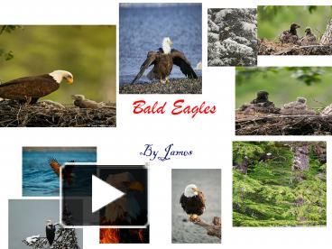 PPT – Bald Eagles PowerPoint presentation | free to download - id ...