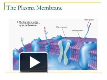 The Plasma Membrane presentation | free to view