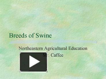 Breeds of Swine presentation | free to view