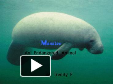 Manatee presentation | free to view