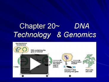 PPT – Chapter 20DNA Technology PowerPoint presentation | free to view ...