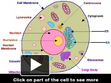 PPT – Click on part of the cell to see more PowerPoint presentation ...