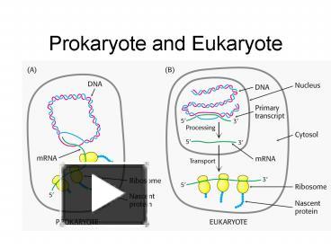PPT – Prokaryote and Eukaryote PowerPoint presentation | free to view ...