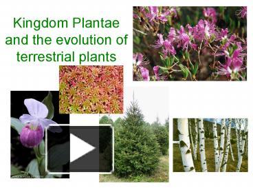 PPT – Kingdom Plantae and the evolution of terrestrial plants ...