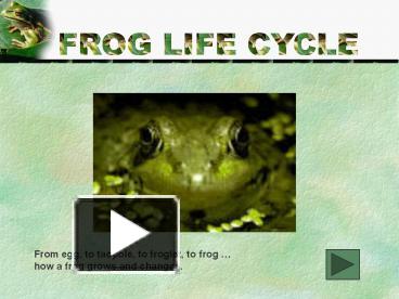 PPT – From egg, to tadpole, to froglet, to frog PowerPoint presentation ...