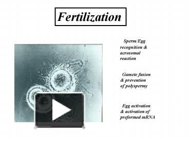 PPT – Fertilization PowerPoint presentation | free to view - id: 218679 ...